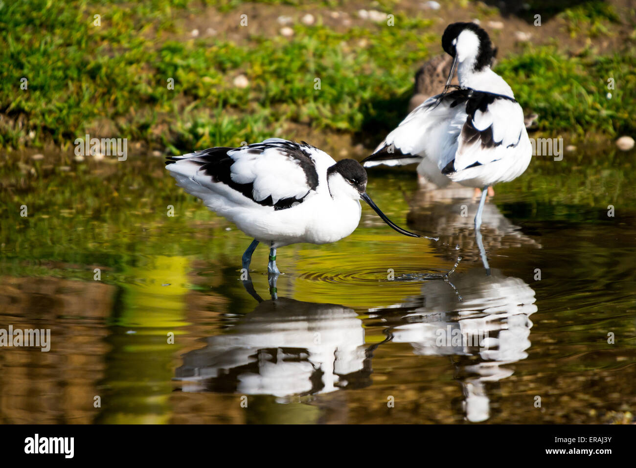 Avocet pair, Recurvirostra avosetta Stock Photo - Alamy