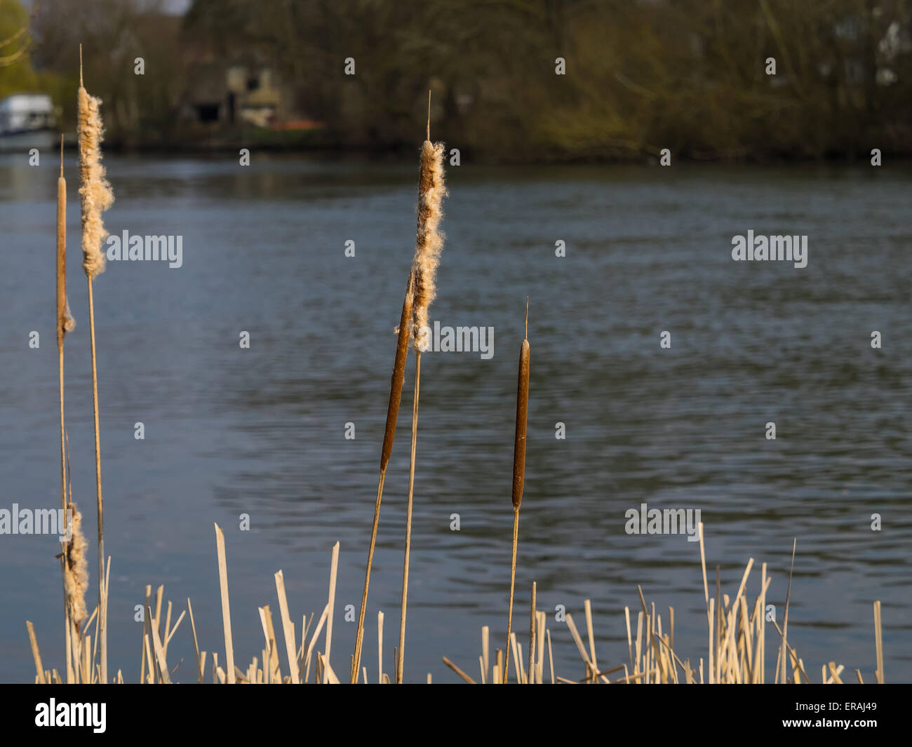 Bullrushes at rivers edge, at evening Stock Photo - Alamy