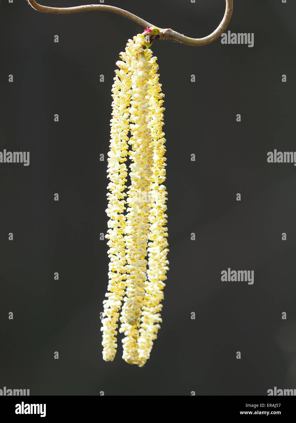 Catkin of Corylus avellana 'Contorta' contorted willow Stock Photo - Alamy