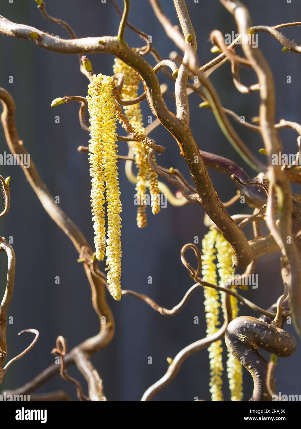 Catkin of Corylus avellana 'Contorta' contorted willow Stock Photo - Alamy