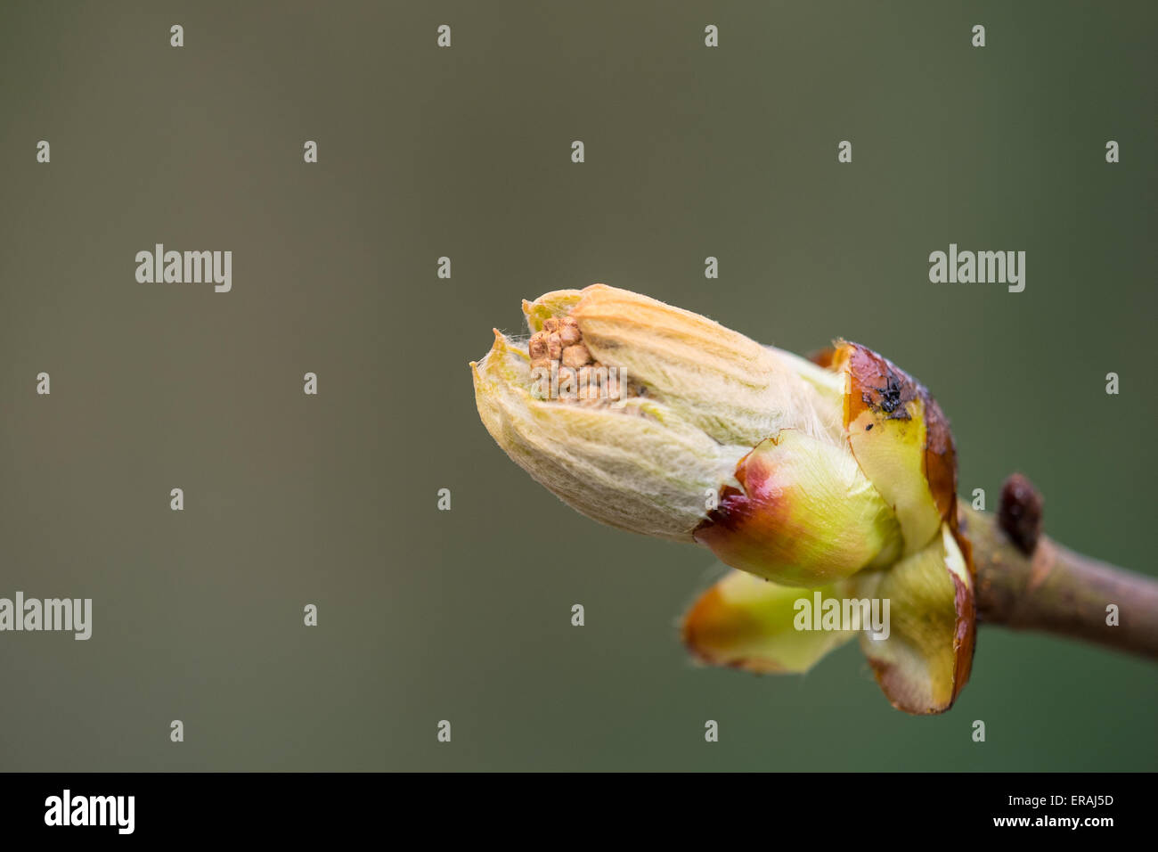 Tree bud bursting forth in springtime Stock Photo - Alamy