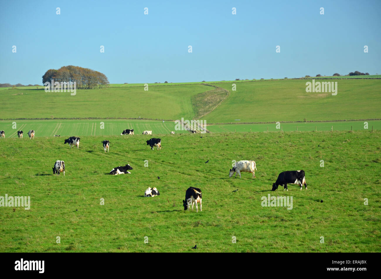 English countryside cows Stock Photo - Alamy