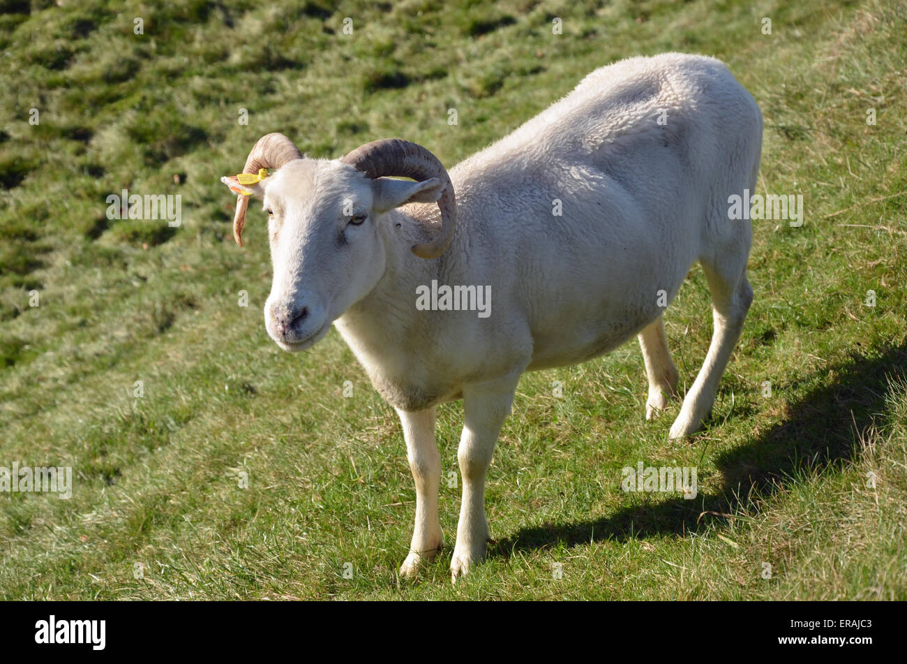 a single sheared sheep with horns Stock Photo - Alamy