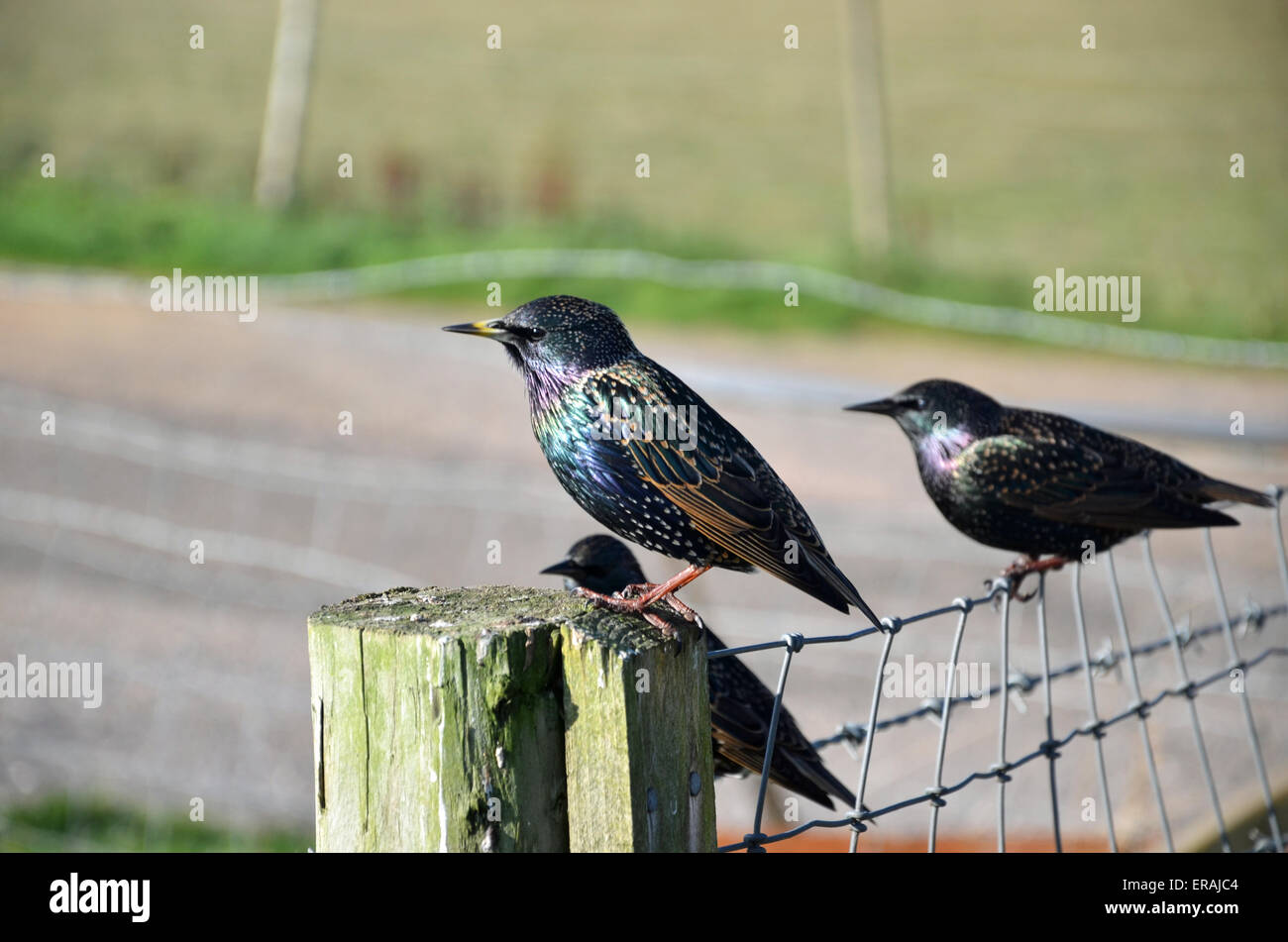 Purple starlings hi-res stock photography and images - Alamy