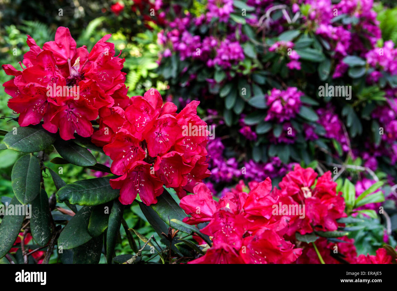 Red Rhododendron in bloom, shrubs garden border Stock Photo - Alamy