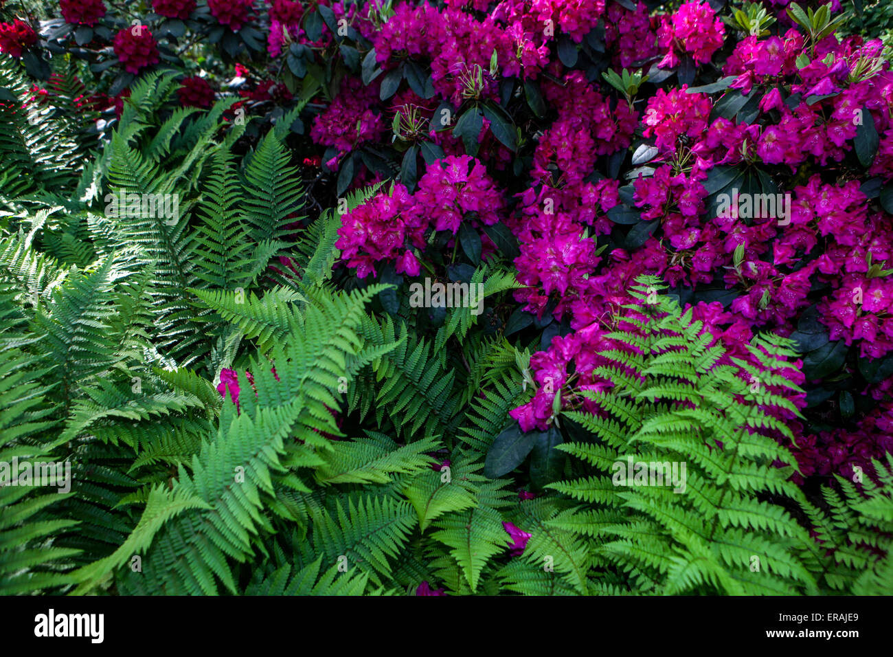 Purple Rhododendron garden, fern border flowering plant Stock Photo - Alamy