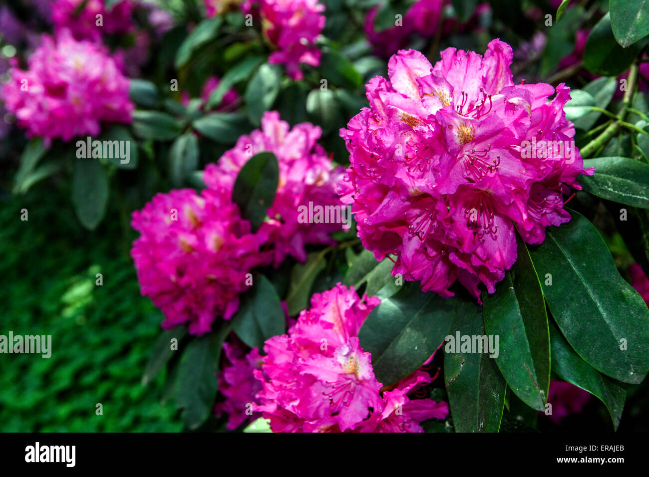 Pink Rhododendron in bloom Stock Photo - Alamy