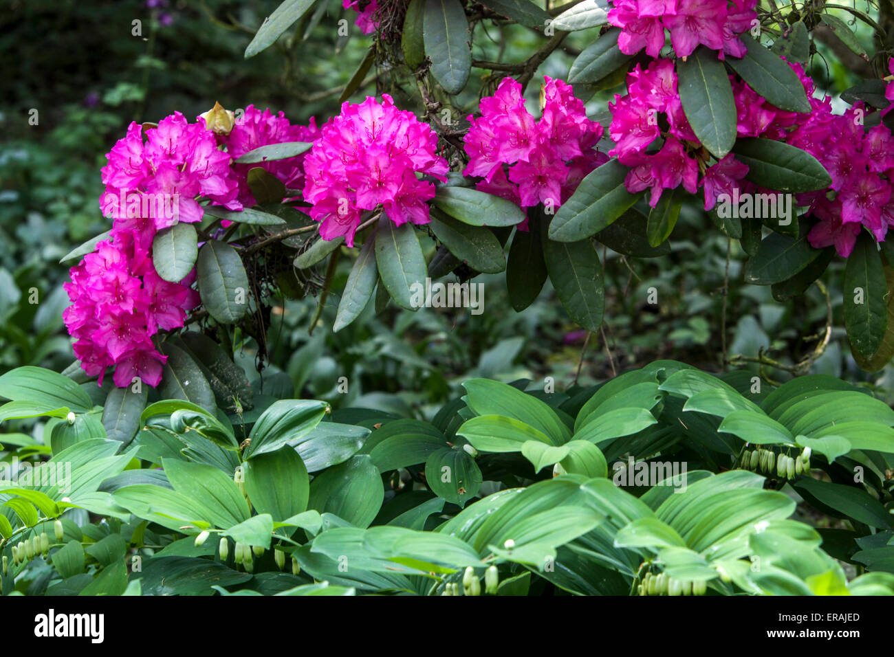 Purple Rhododendron Erna in bloom garden flowers border Stock Photo - Alamy