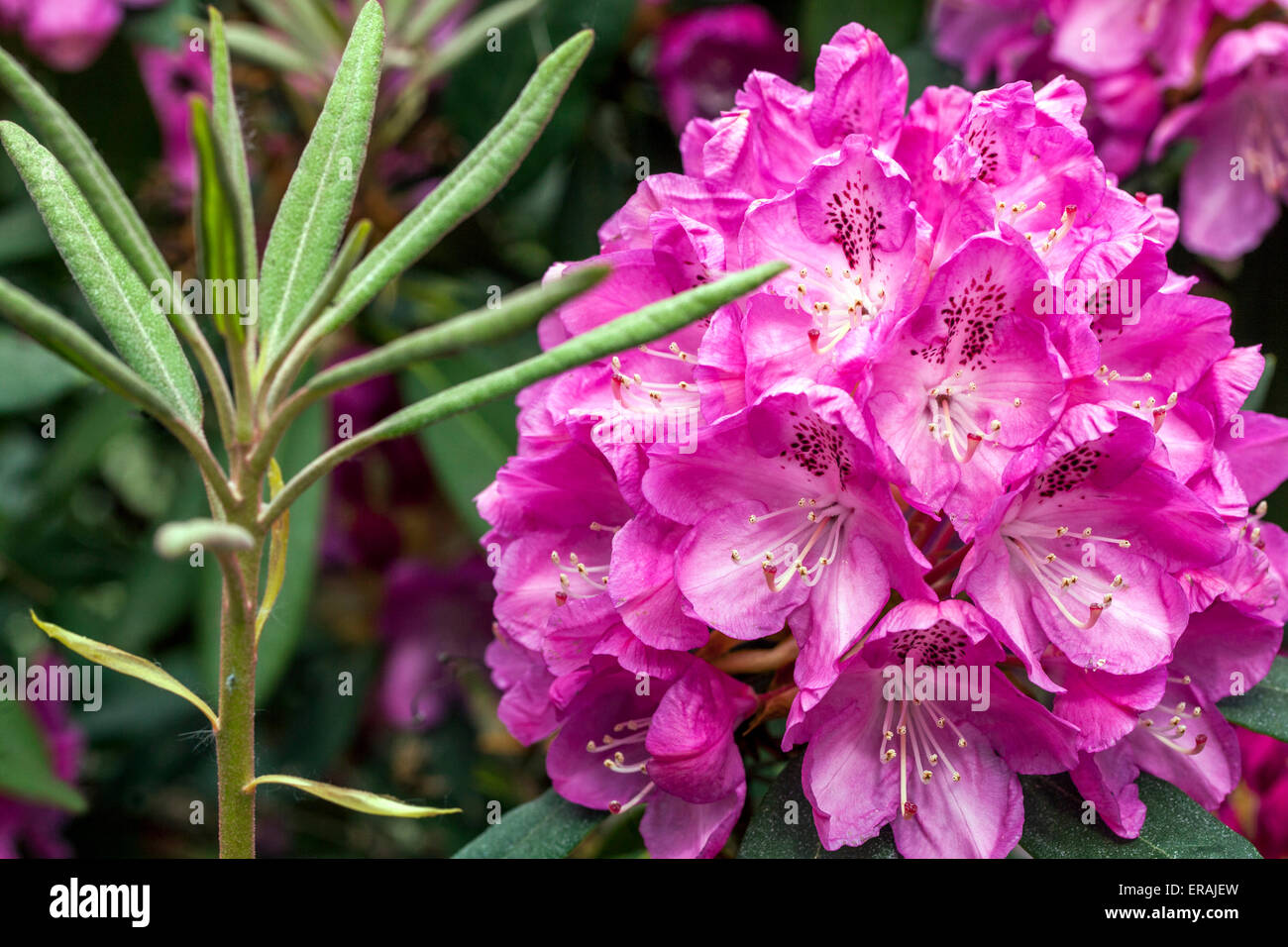 Close up pink rhododendron hi-res stock photography and images - Alamy