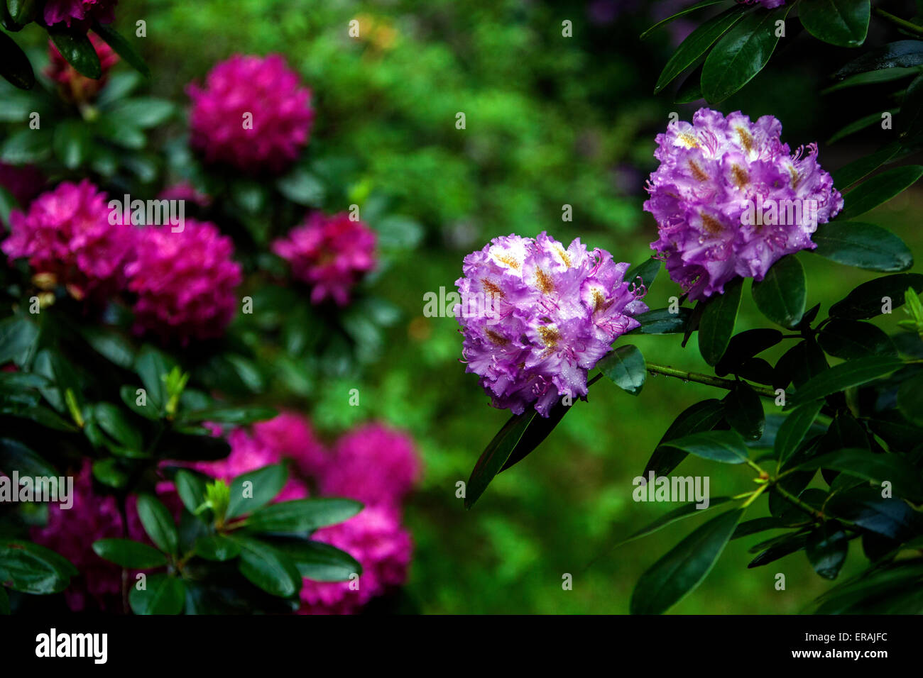 Flowering, Shrub, Spring, Blue, Purple, Rhododendrons, Woodland, Garden ...