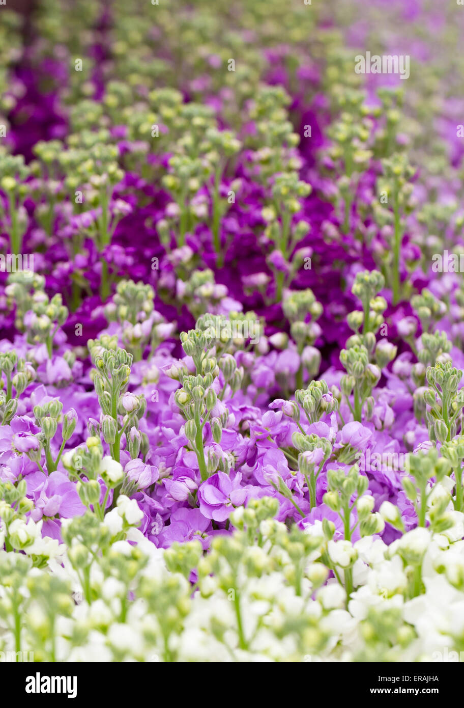 Snapdragon (dragon flower, Antirrhinum) flower display at the Great ...