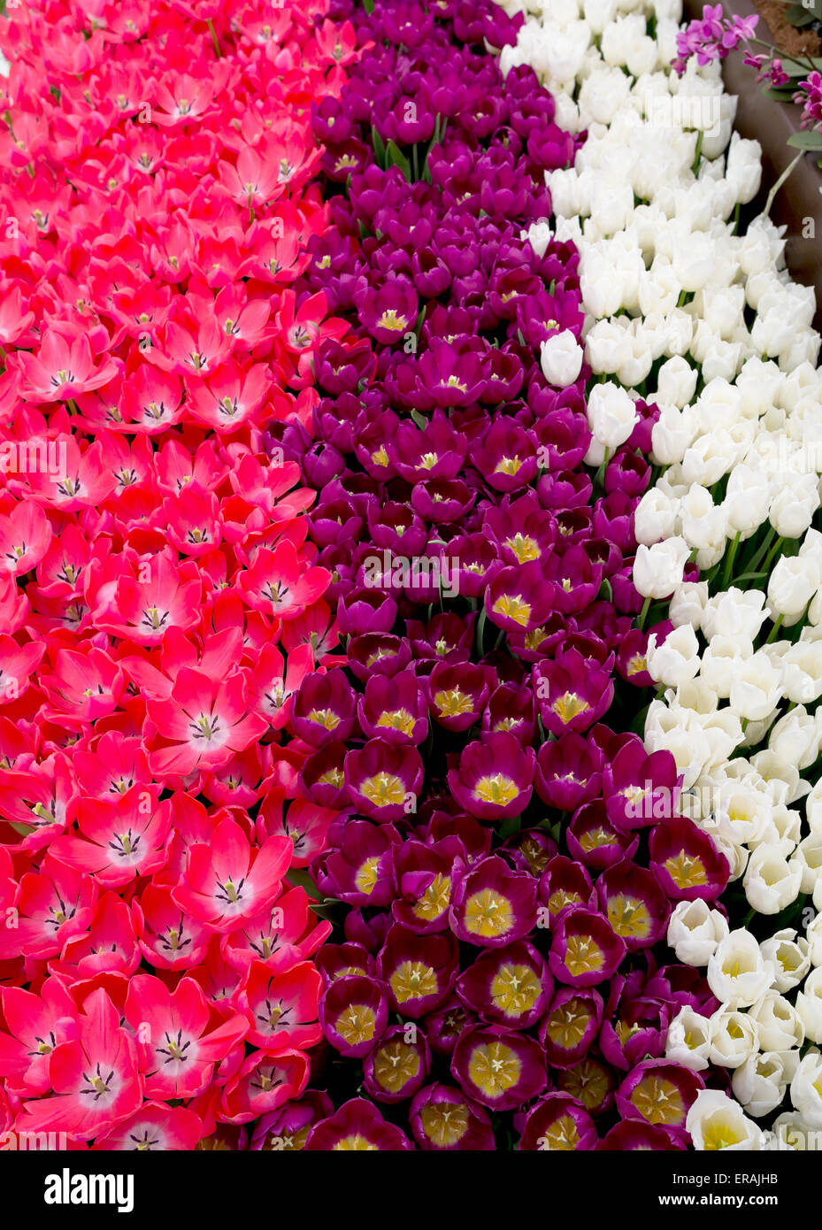 Tulip flower display at the Great Pavillon at the RHS Chelsea Flower ...