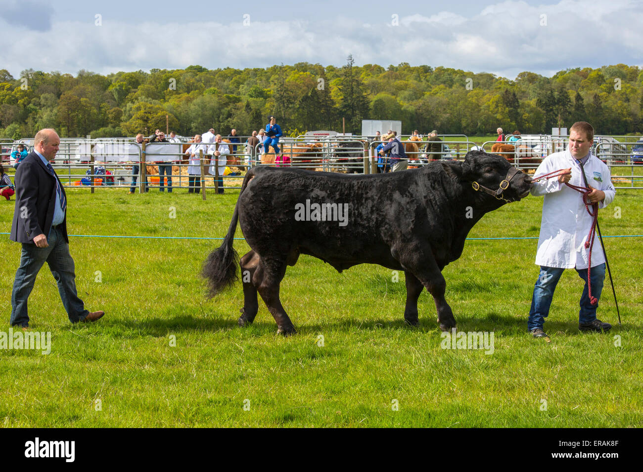 Prize bull uk hi-res stock photography and images - Alamy