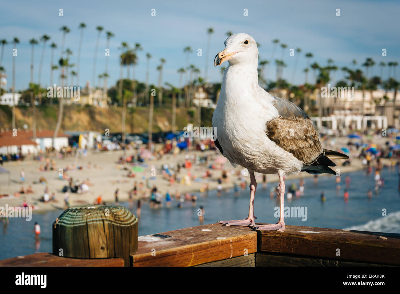 Seagull on the pier in Oceanside, California Stock Photo - Alamy