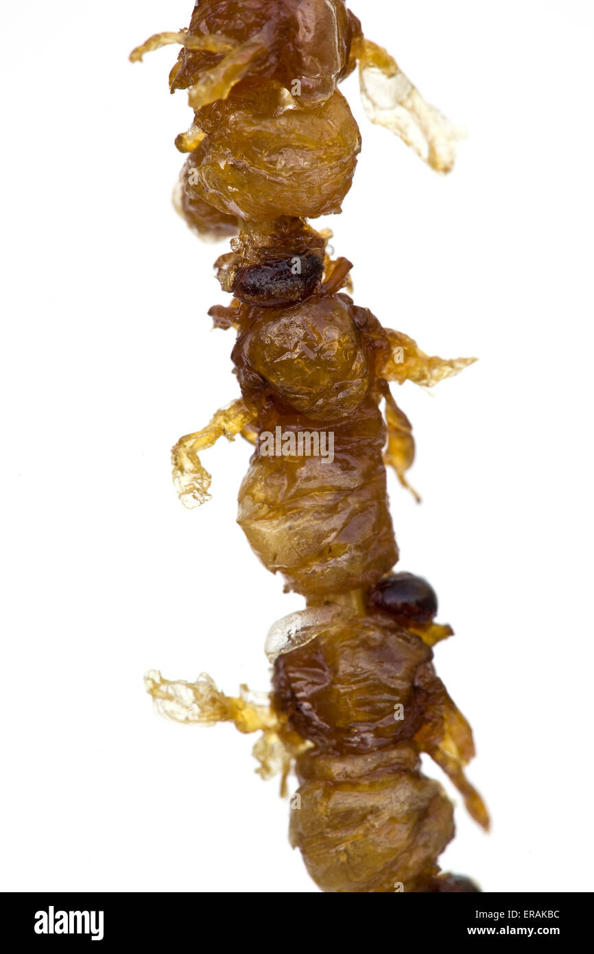 Cooked Fried Bee Cocoons on sale at Donghuamen night market in ...