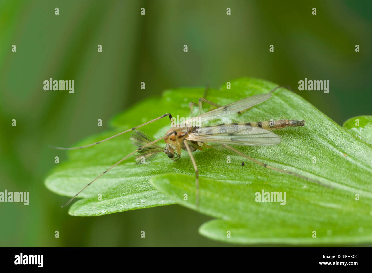 Male non-biting midge Stock Photo - Alamy