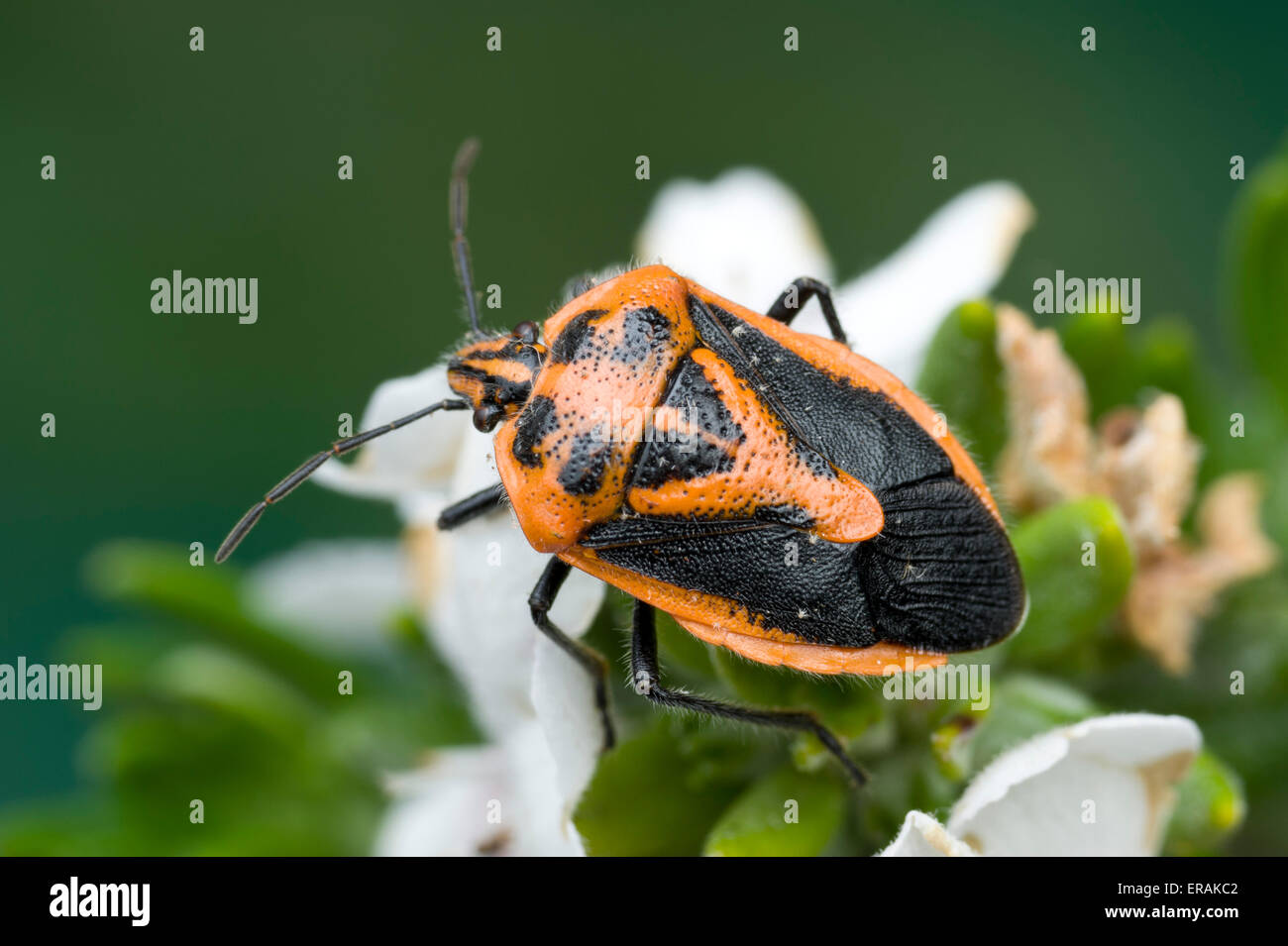 Native Australian Horehound bug Stock Photo - Alamy