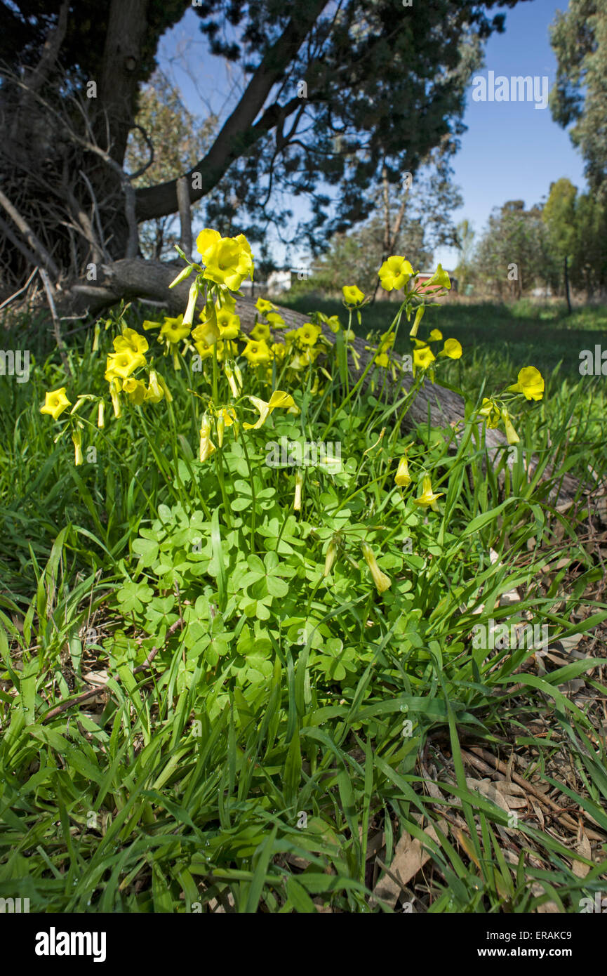Soursob or Oxalis weed Stock Photo - Alamy
