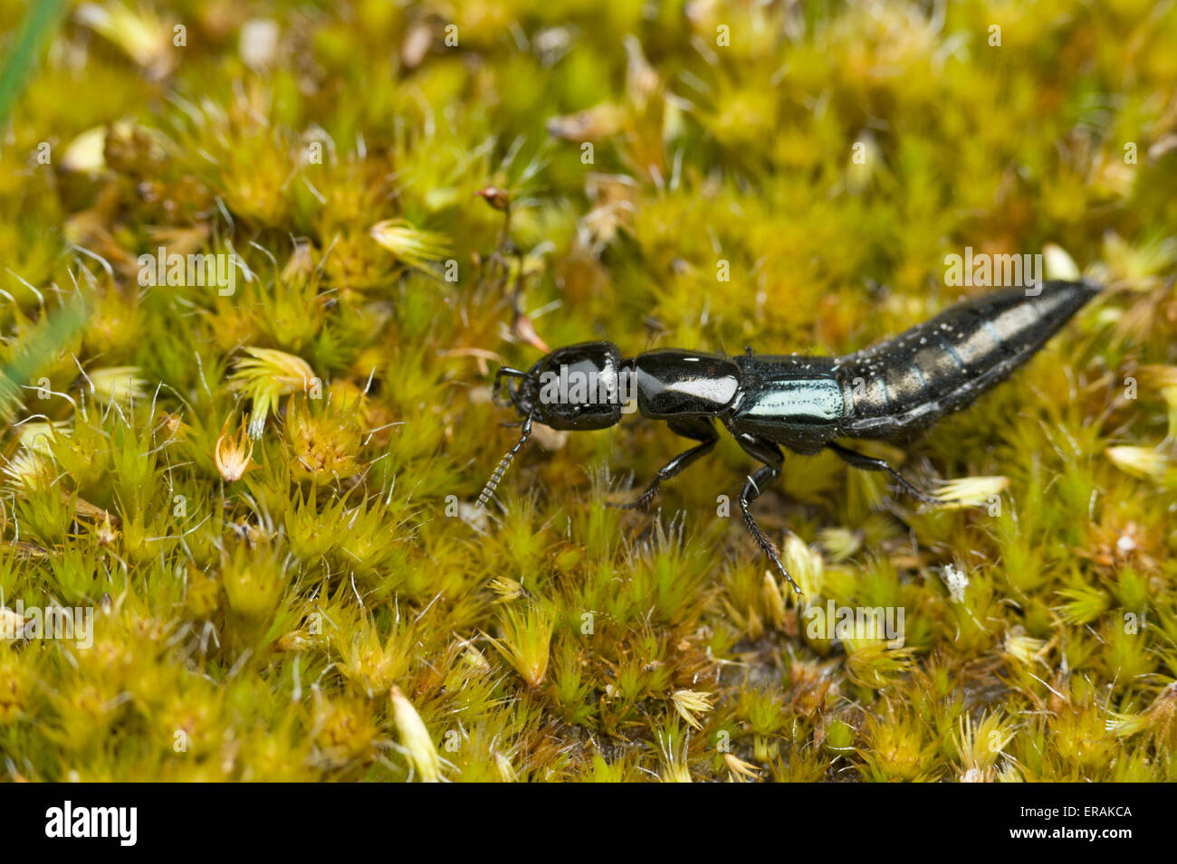 Unidentified Australian rove beetle Stock Photo - Alamy