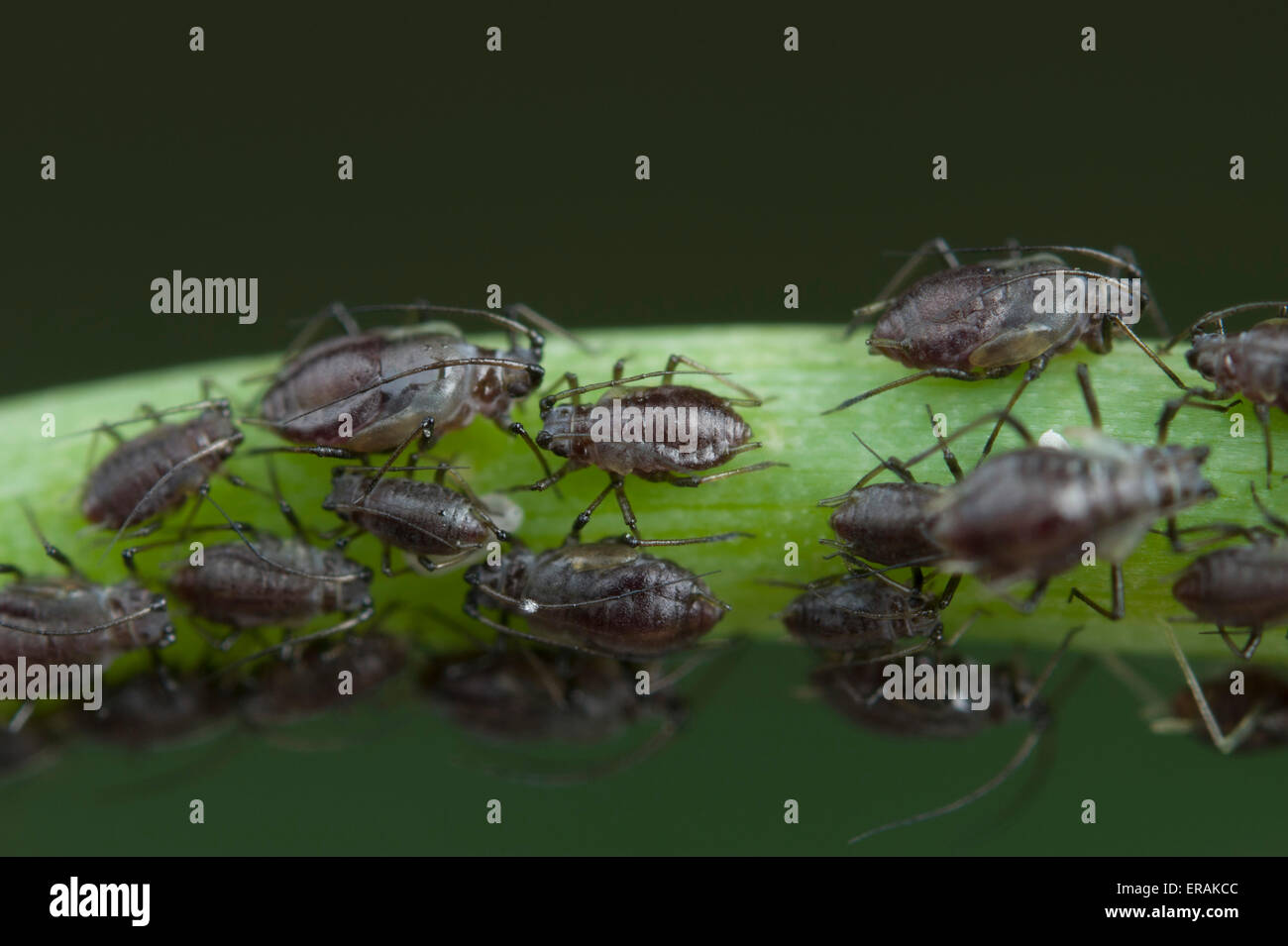 Onion aphids on chives Stock Photo - Alamy