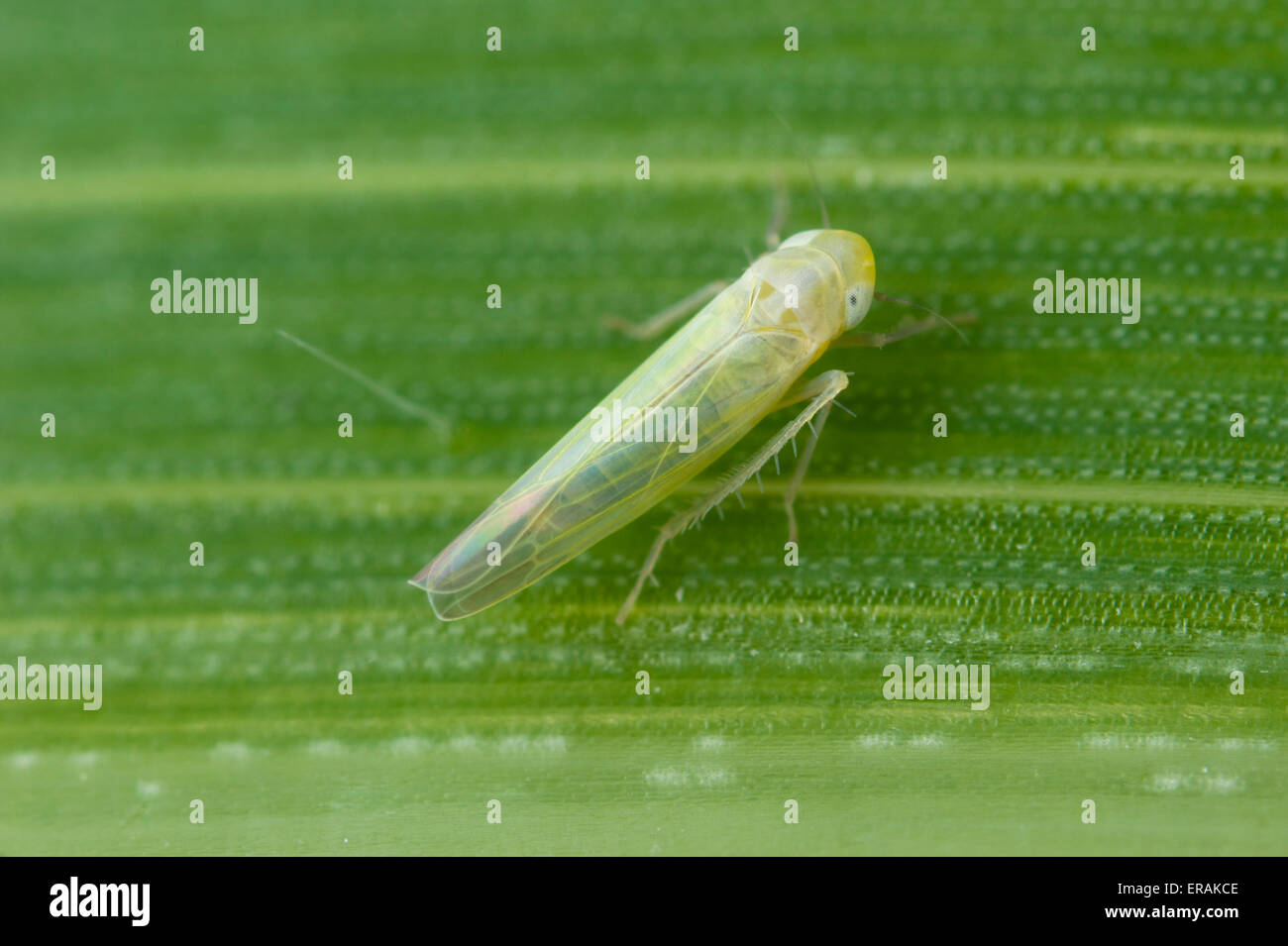 Corn pest hi-res stock photography and images - Alamy
