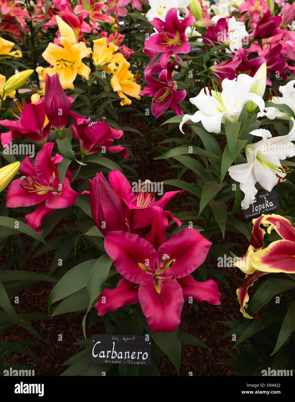 Lily flower display at the Great Pavillon at the RHS Chelsea Flower ...