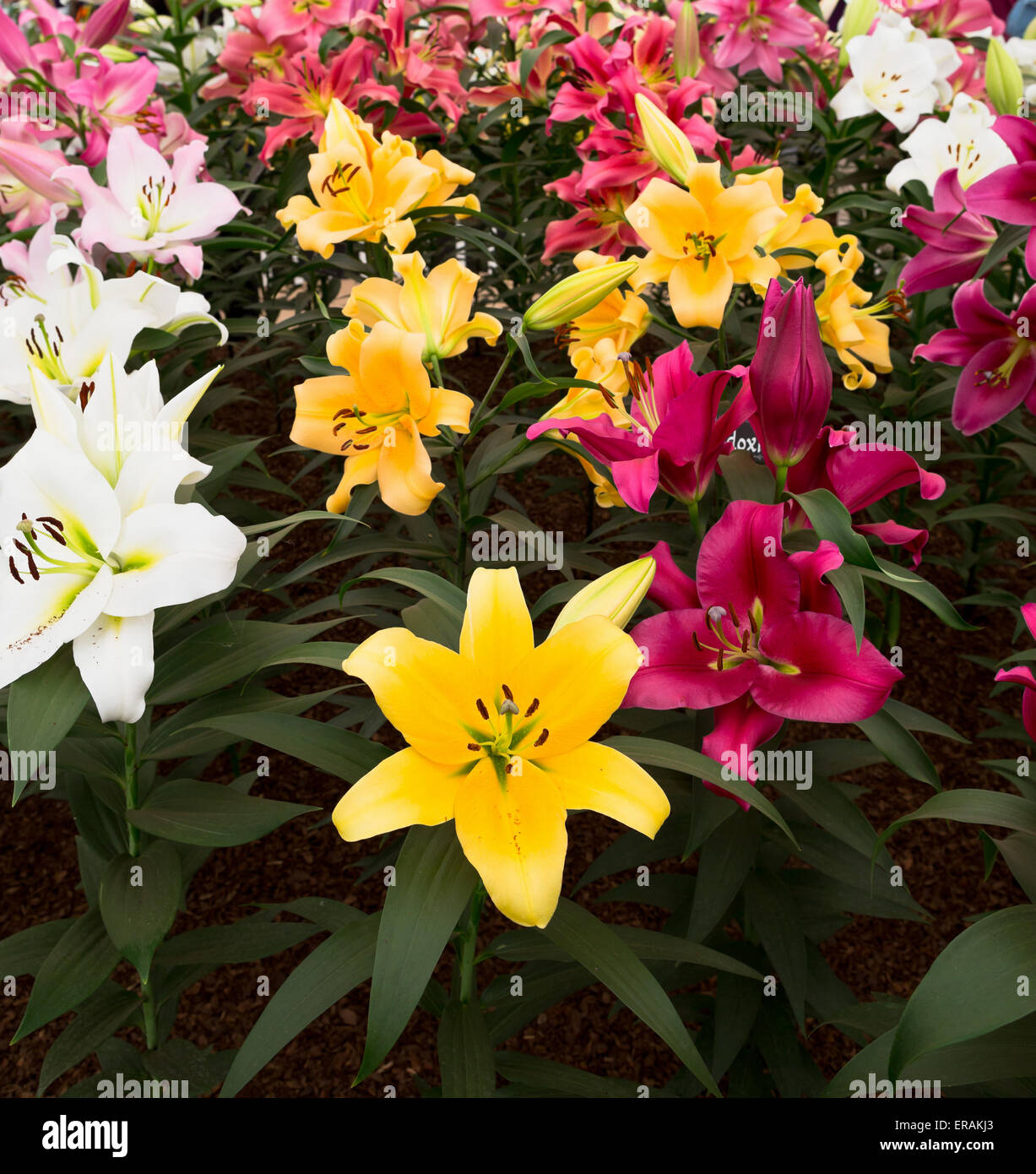 Lily flower display at the Great Pavillon at the RHS Chelsea Flower ...