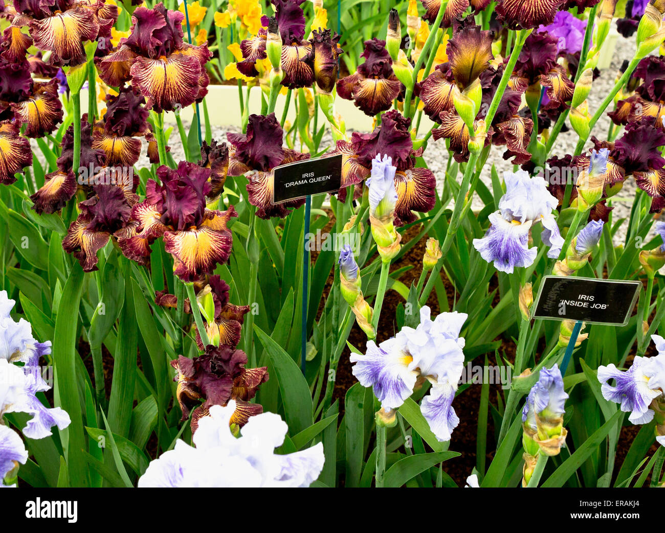 Iris flower display at the Great Pavillon at the RHS Chelsea Flower ...
