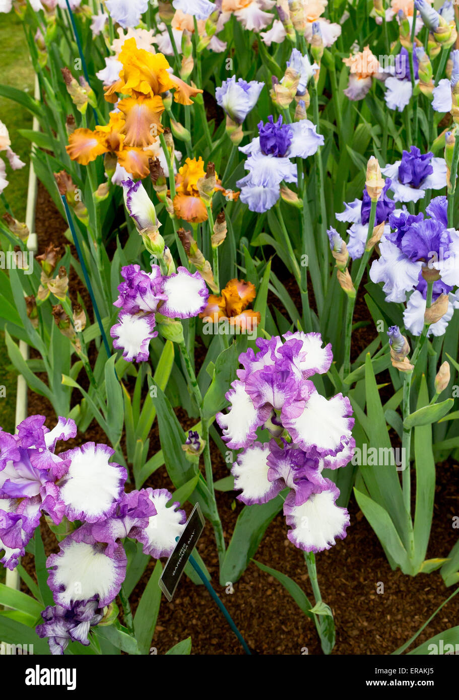Iris flower display at the Great Pavillon at the RHS Chelsea Flower ...