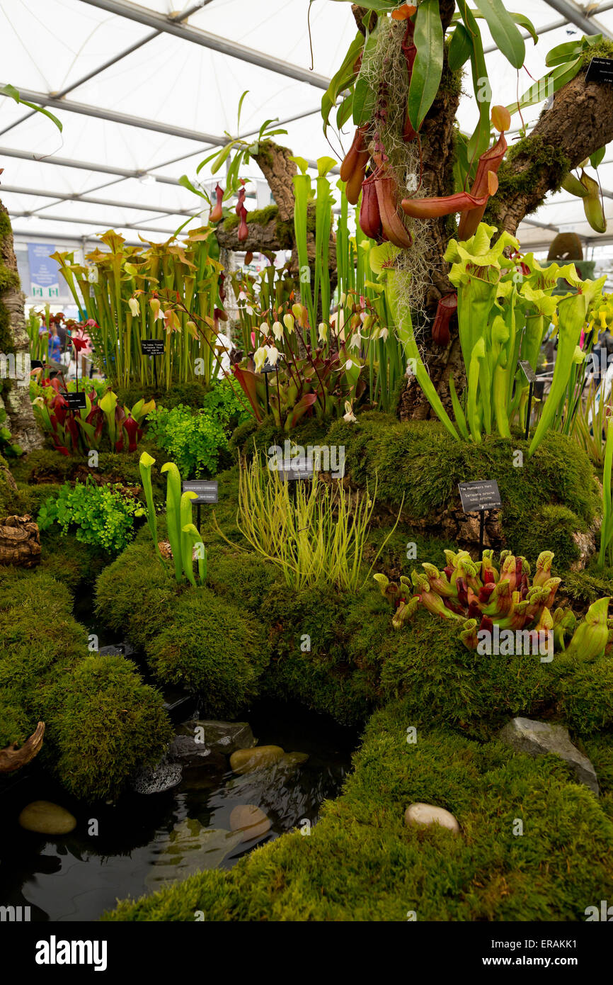 Carnivorous Plant Display