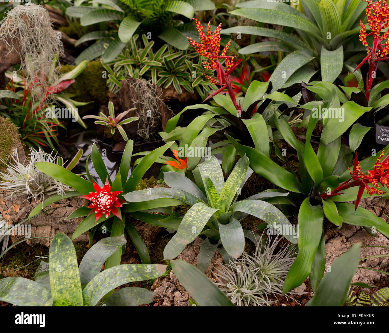 Bromeliad plant and flower display at the Great Pavillon at the RHS ...