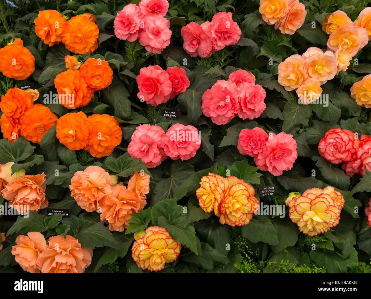 Gold medal winning Begonia flower display at the Great Pavillon at the ...