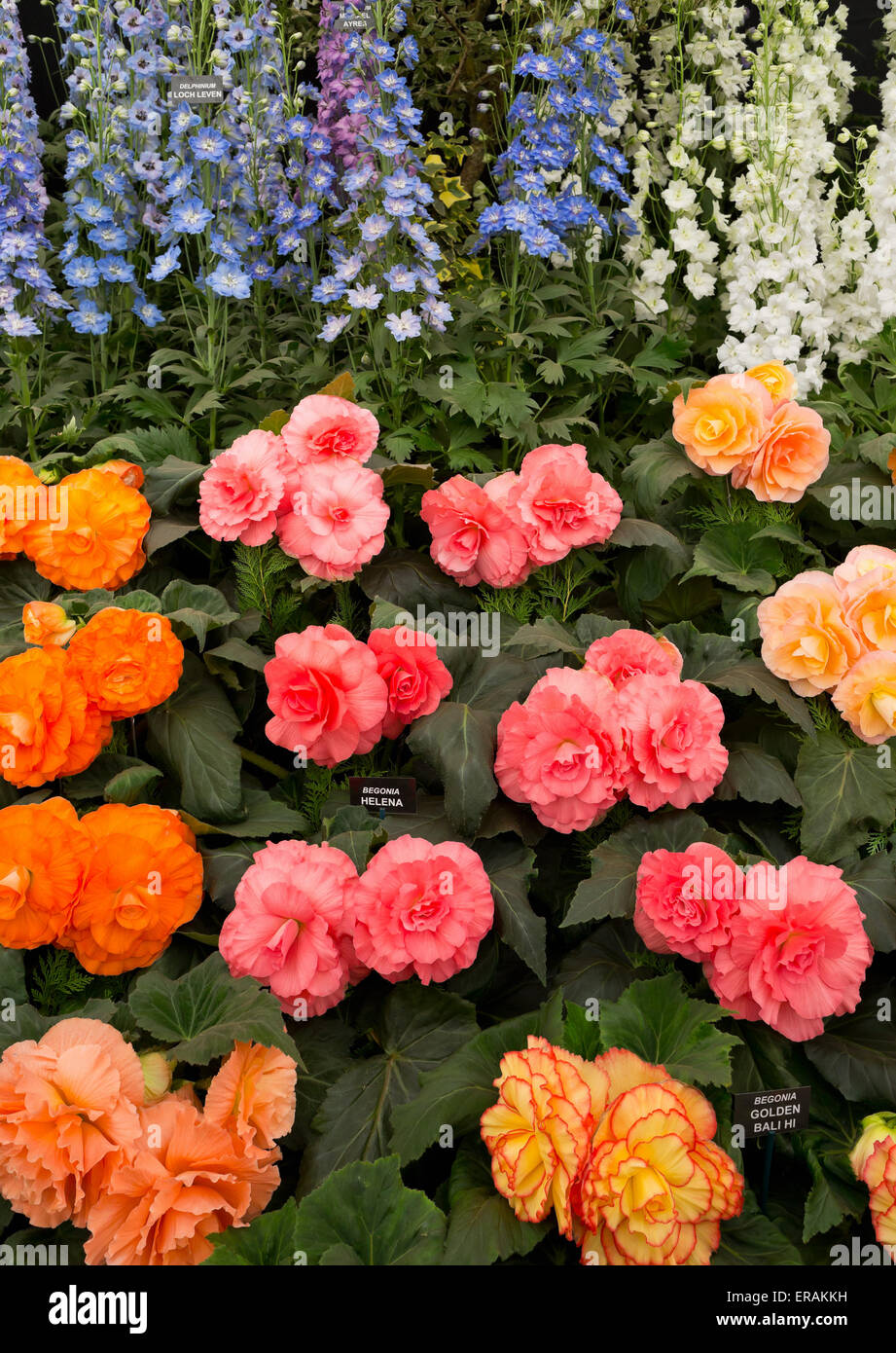 Gold medal winning Begonia flower display at the Great Pavillon at the ...
