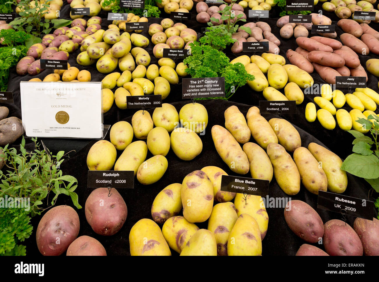 Gold winning potatoe varieties display at the Great Pavillon at the RHS ...