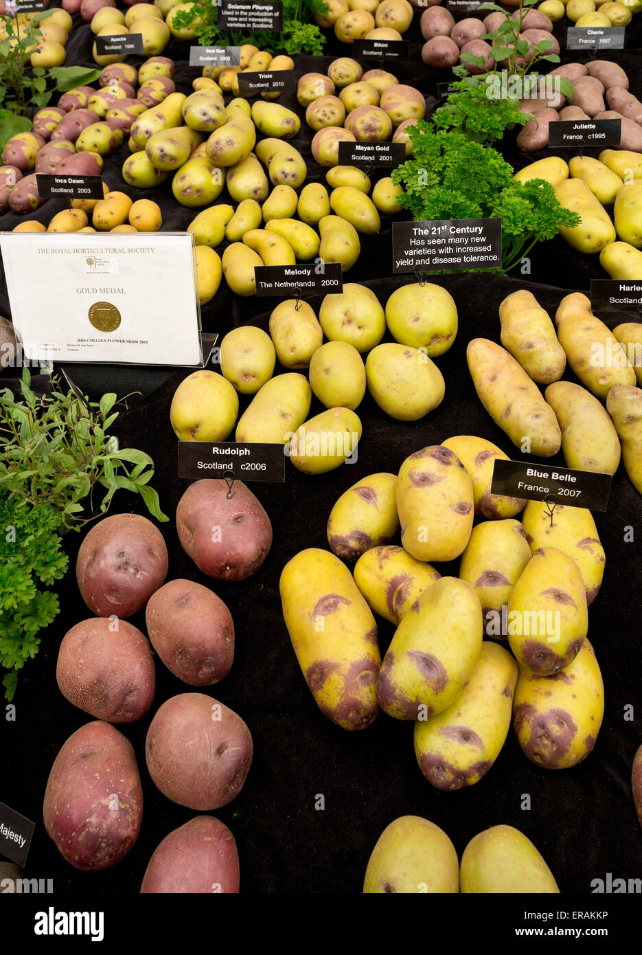Gold winning potatoe varieties display at the Great Pavillon at the RHS ...