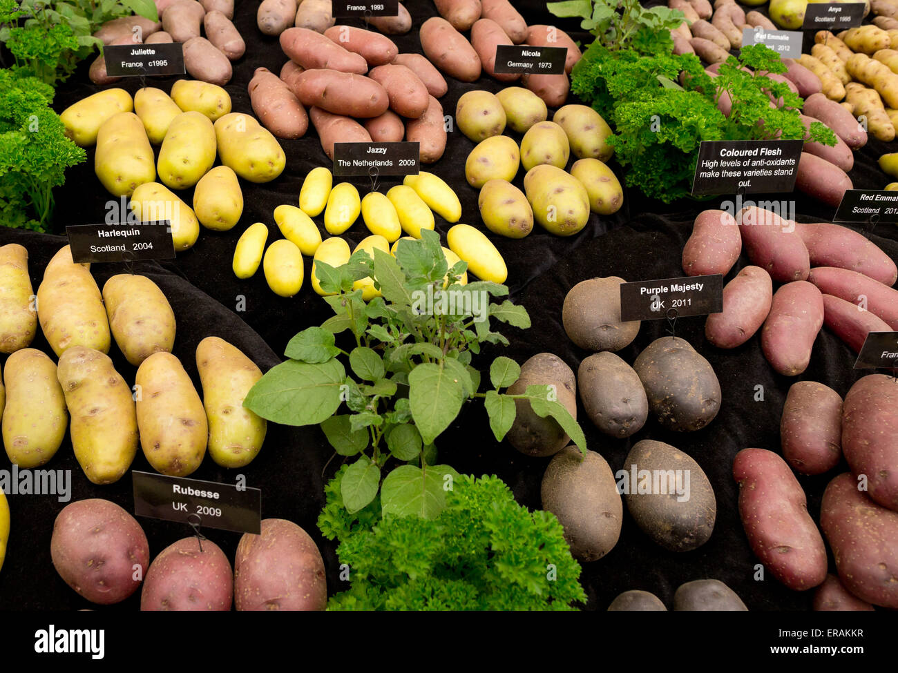 Gold winning potatoe varieties display at the Great Pavillon at the RHS ...