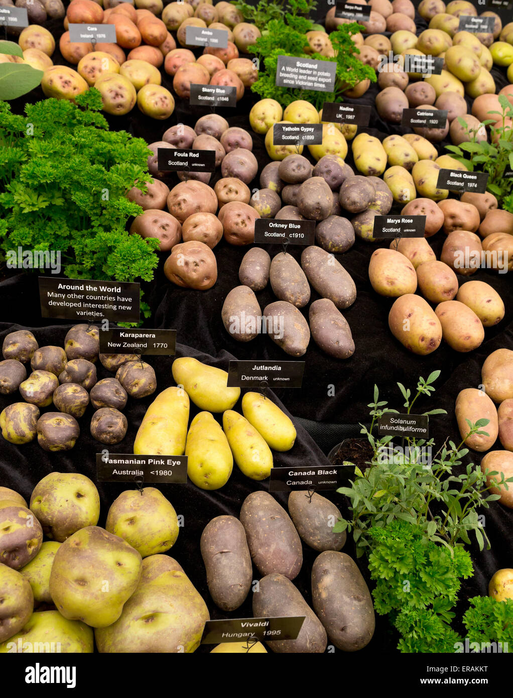 Gold winning potatoe varieties display at the Great Pavillon at the RHS ...
