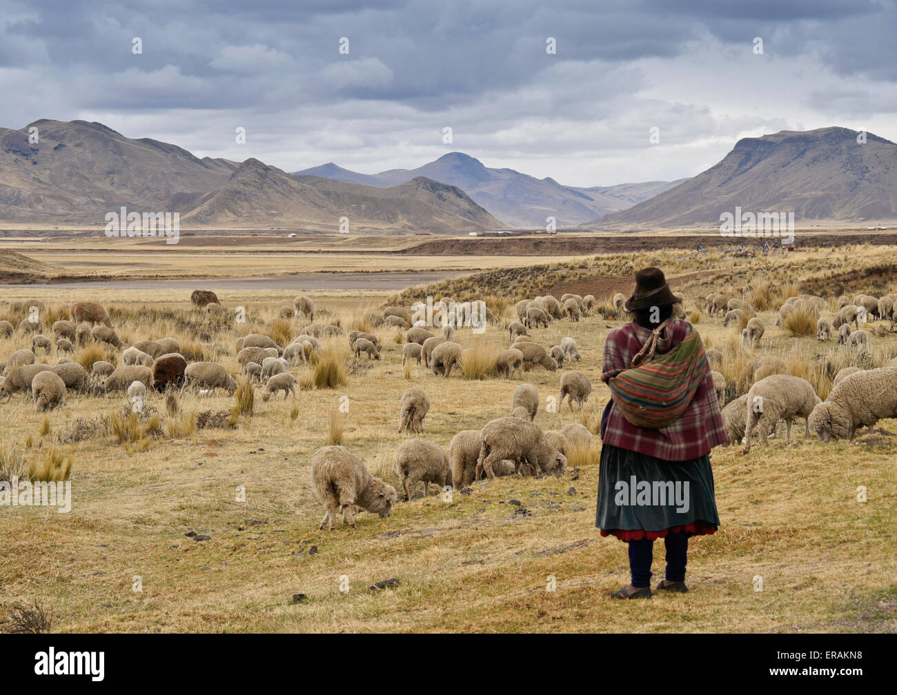 Woman herding sheep on the altiplano between Cusco and Juliaca, Peru ...