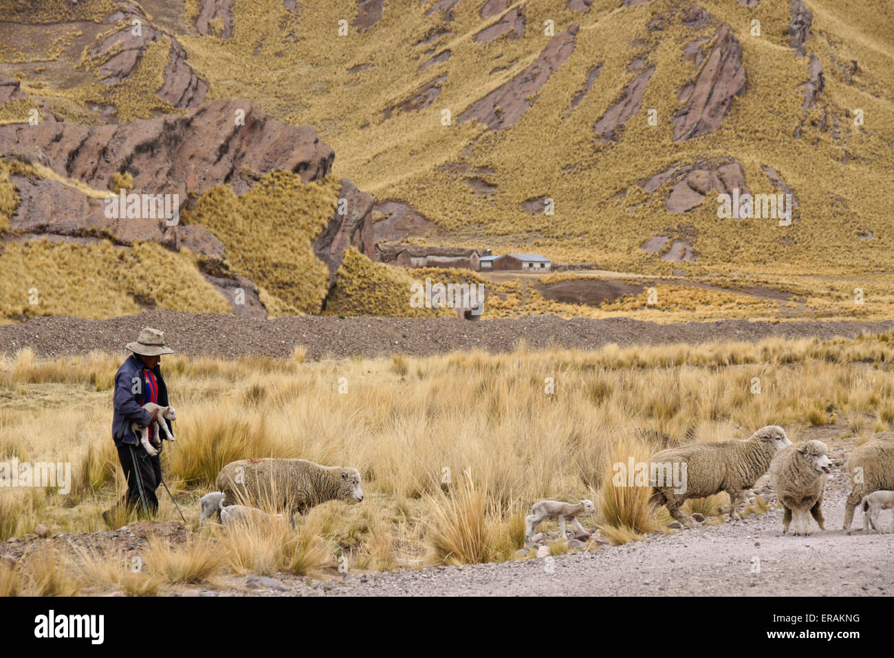 Peruvian shepherd hi-res stock photography and images - Alamy