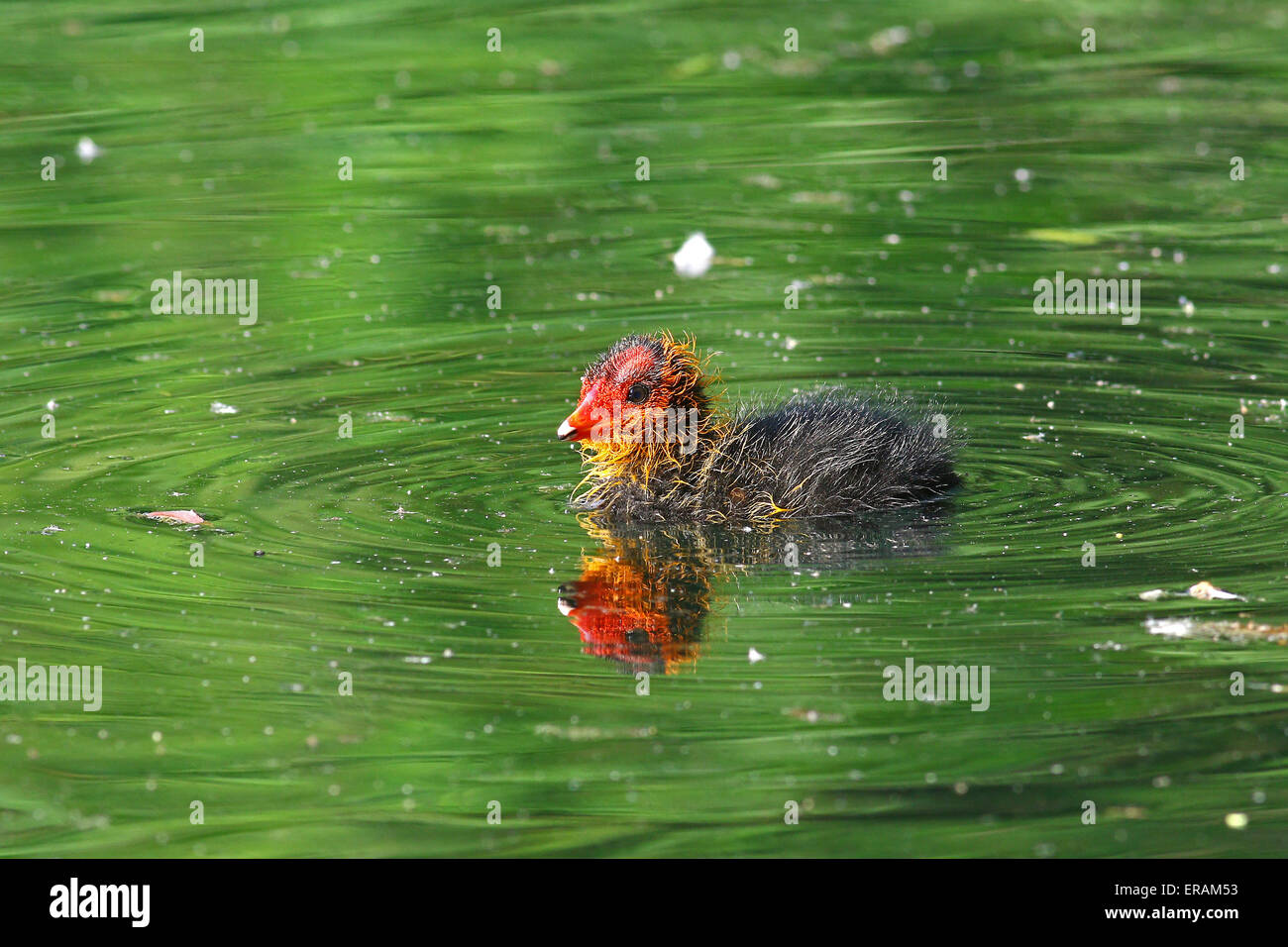 Baby coot duckling in green water Stock Photo - Alamy
