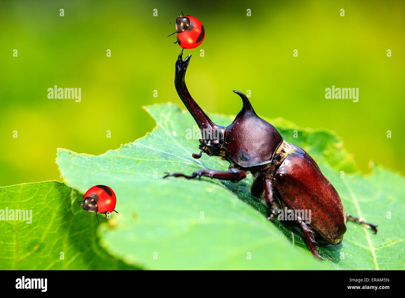 Beetle foot hi-res stock photography and images - Alamy