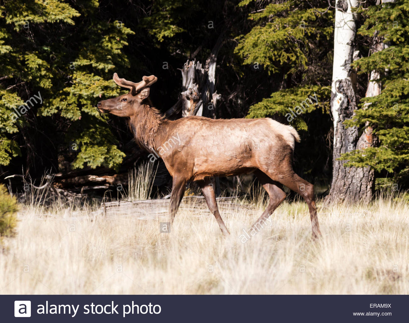 Bull Elk Walking High Resolution Stock Photography and Images - Alamy