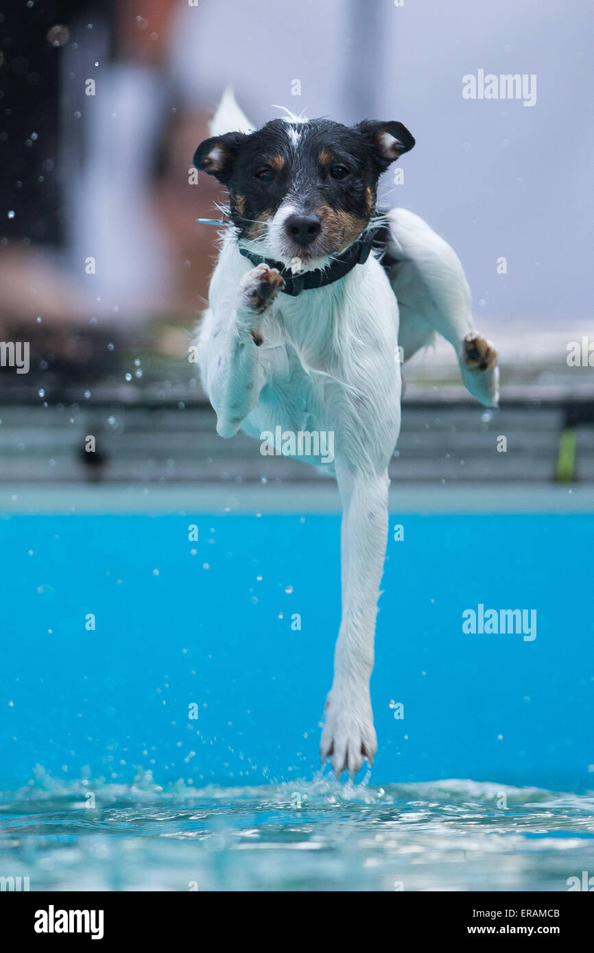 Dog Diving Into A Pool