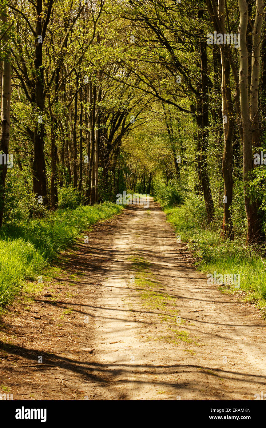 Forest path with shadow Stock Photo - Alamy