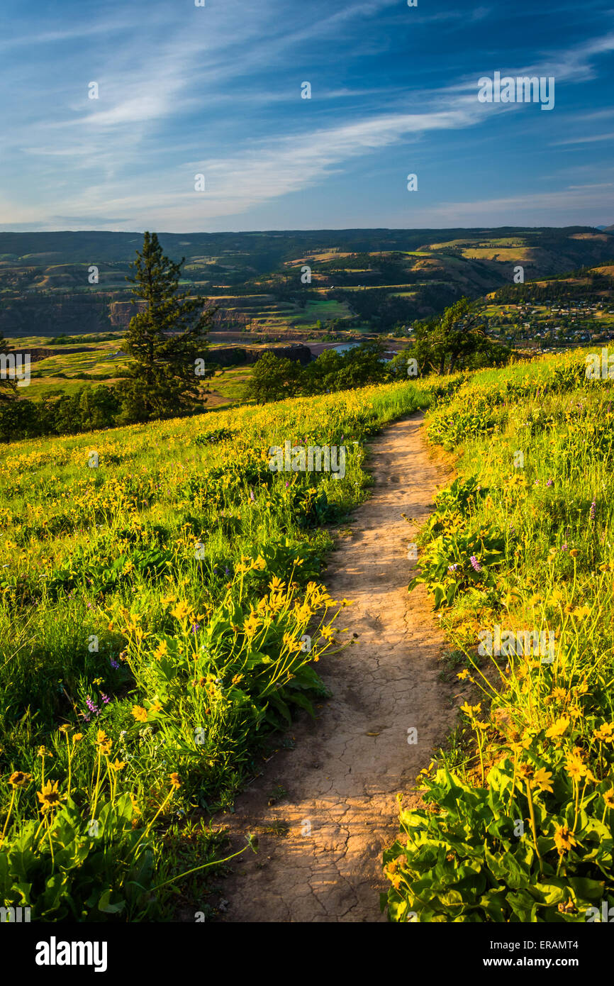 Wildflowers along a trail, at Tom McCall Nature Preserve, Columbia ...