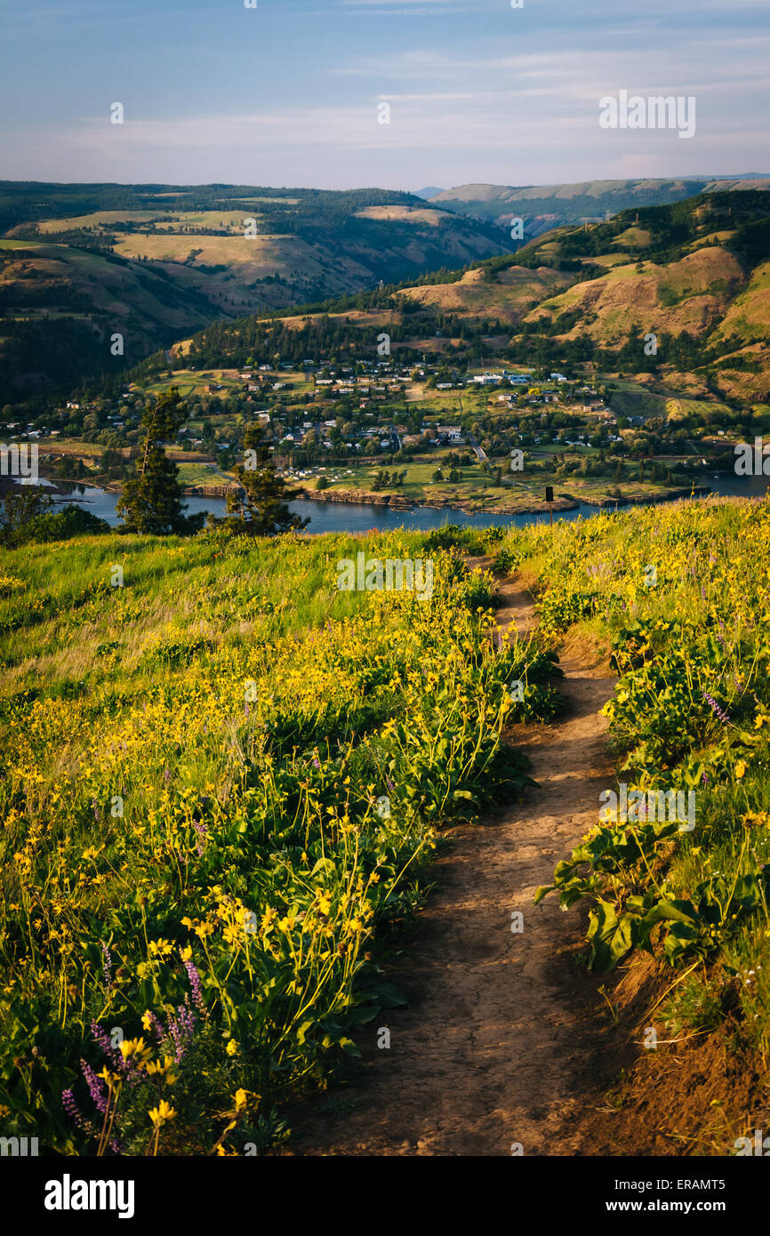 Wildflowers along a trail, at Tom McCall Nature Preserve, Columbia ...