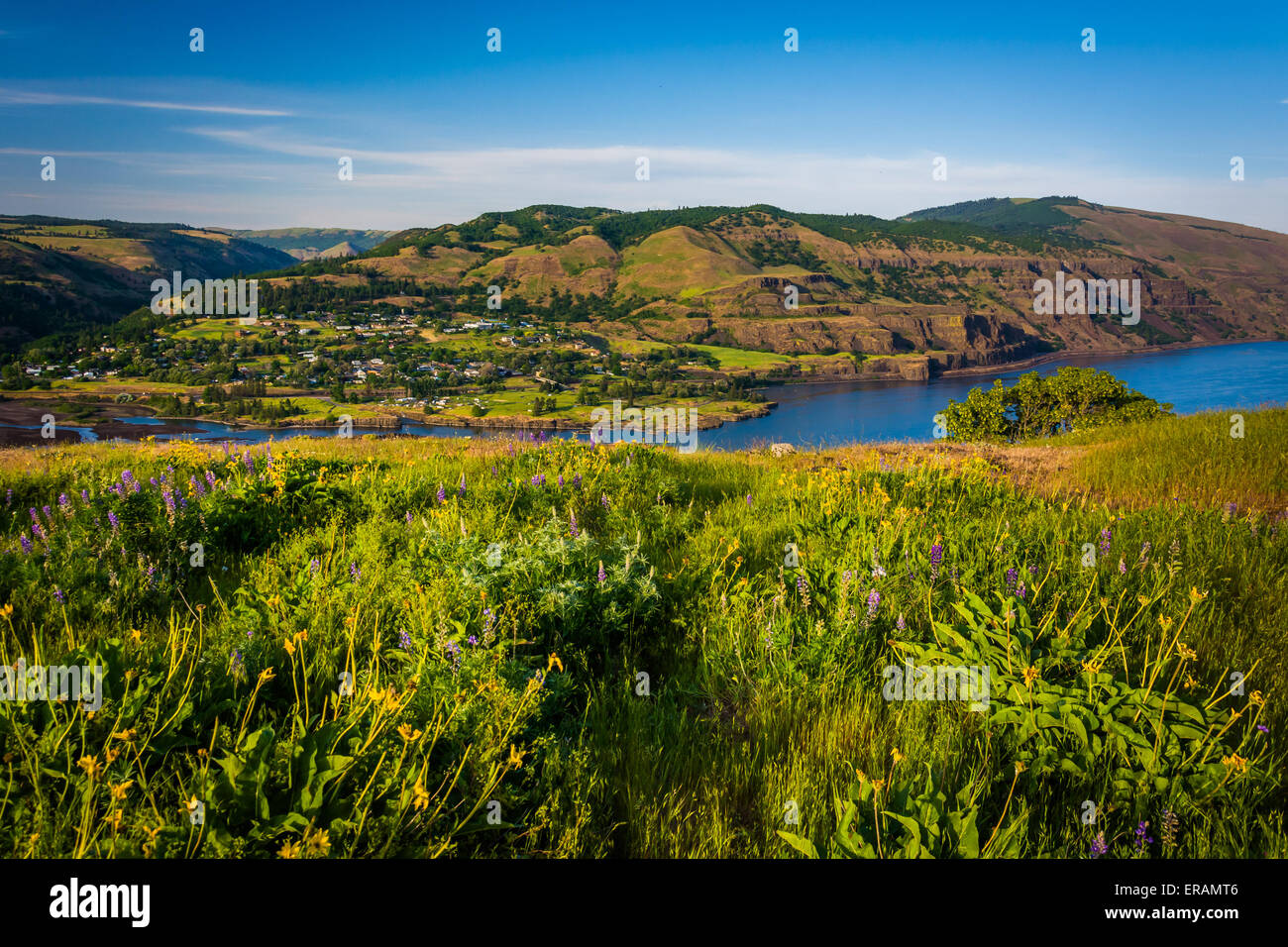 Wildflowers and view of the Columbia River, at Tom McCall Nature ...
