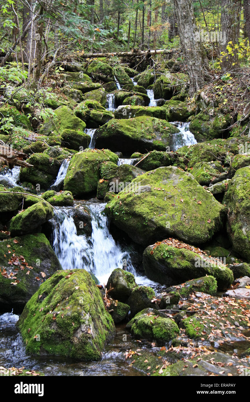 Secluded area of dense forest and a stream in the mountains Stock Photo ...