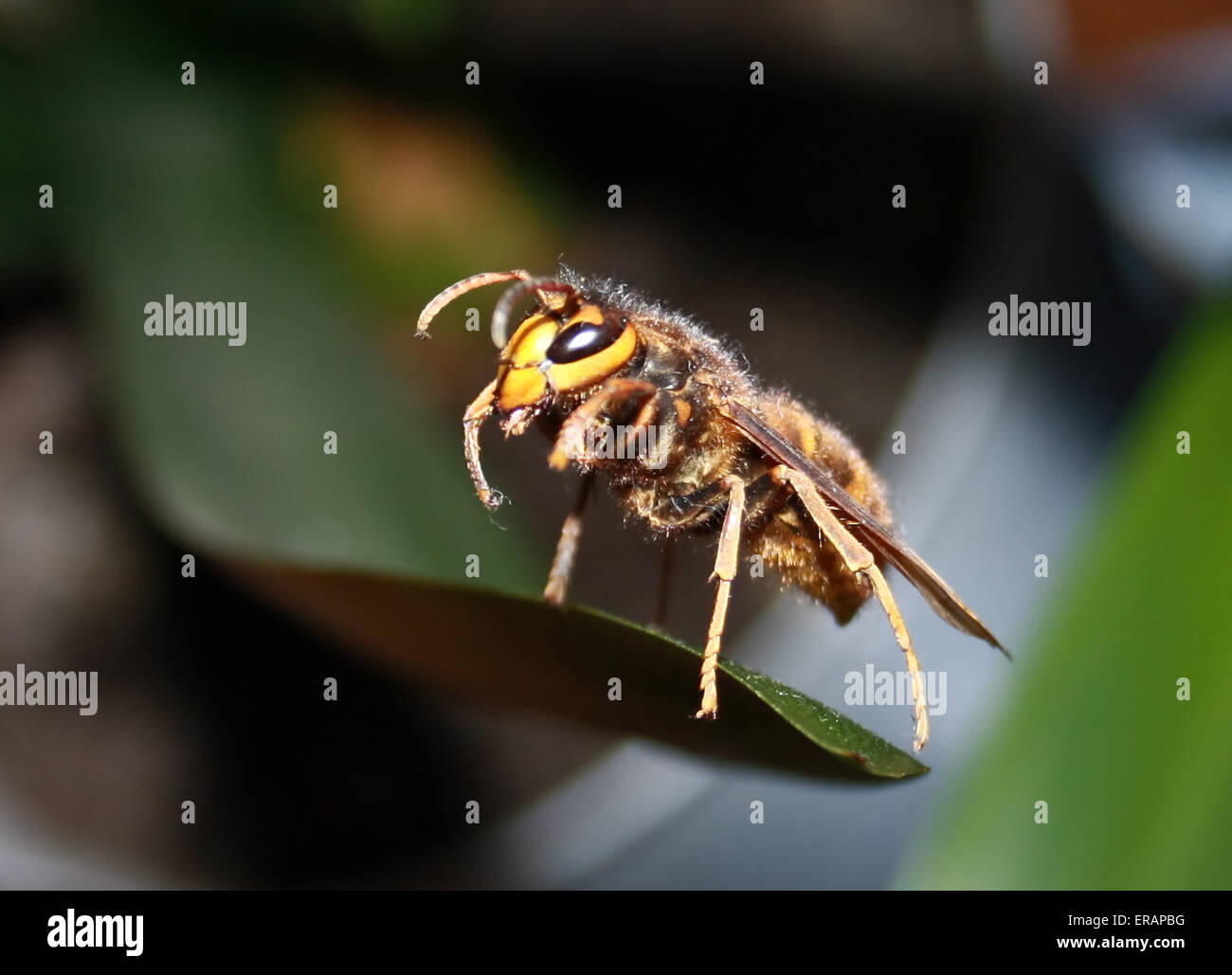 Macro photograph of an insect - wasp on plant leaves Stock Photo - Alamy
