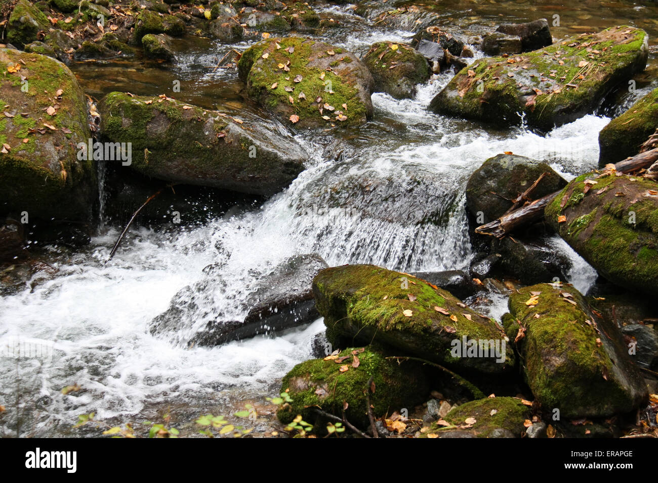Secluded area of dense forest and a stream in the mountains Stock Photo ...